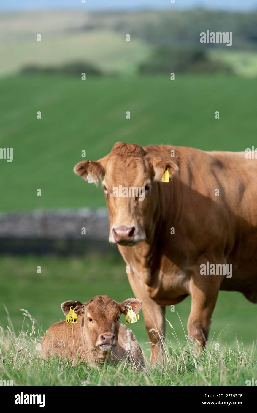 Cow protecting calf hi-res stock photography and images - Alamy