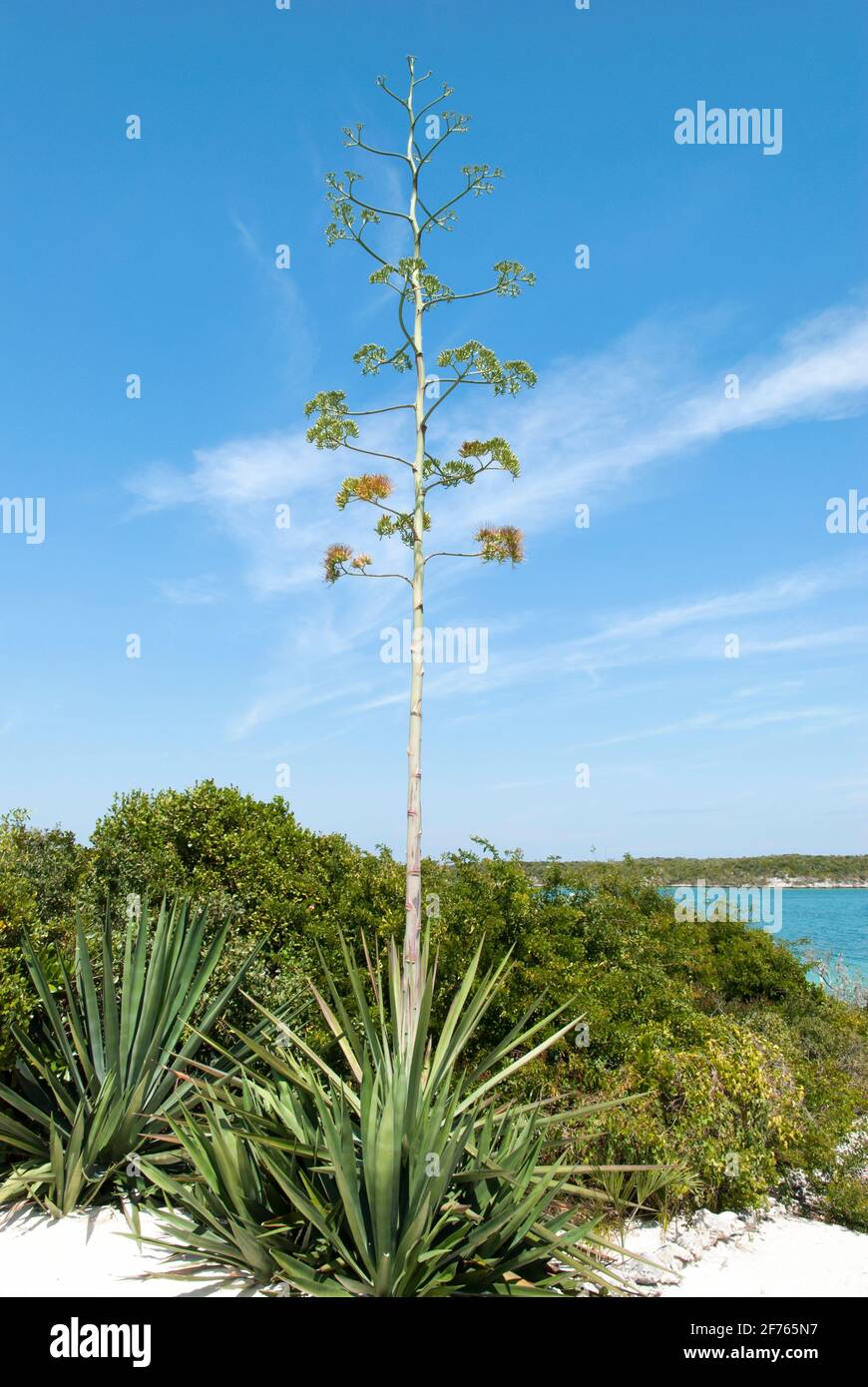 The tall plant growing by the lagoon on Half Moon Cay uninhabited ...