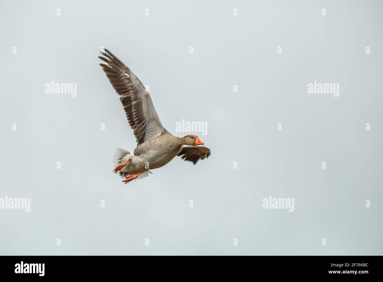 Close up of Greylag Goose, Anser anser, flying from left to right ...