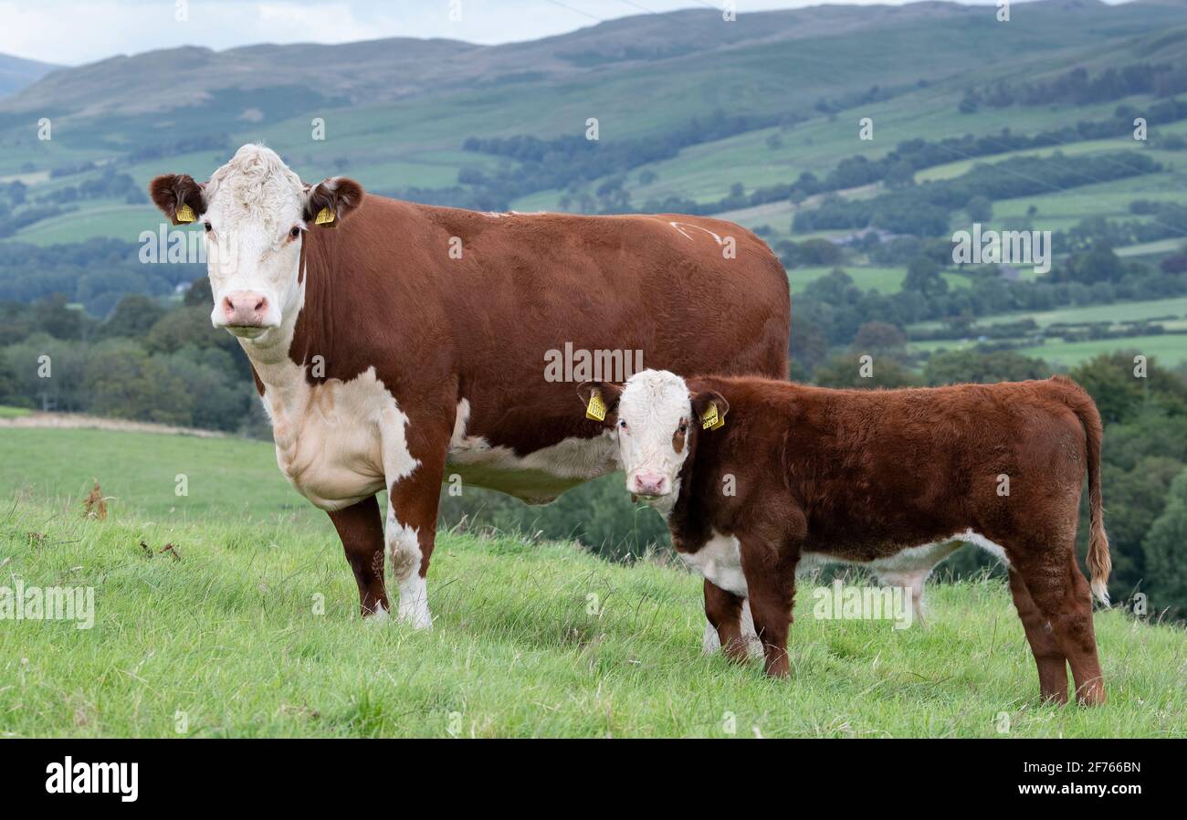 What Is A Bulldog Calf