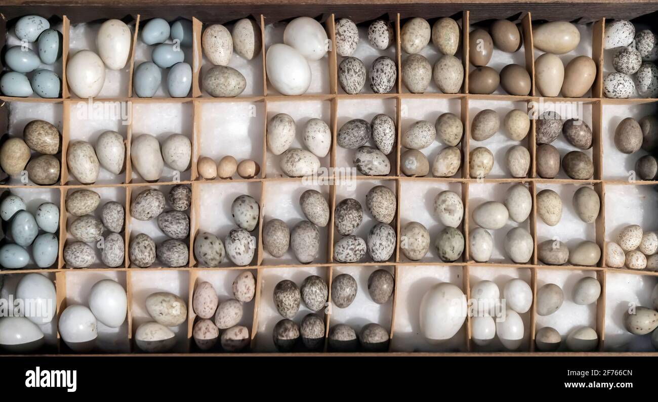 Diverse collection of eggs hi-res stock photography and images - Alamy