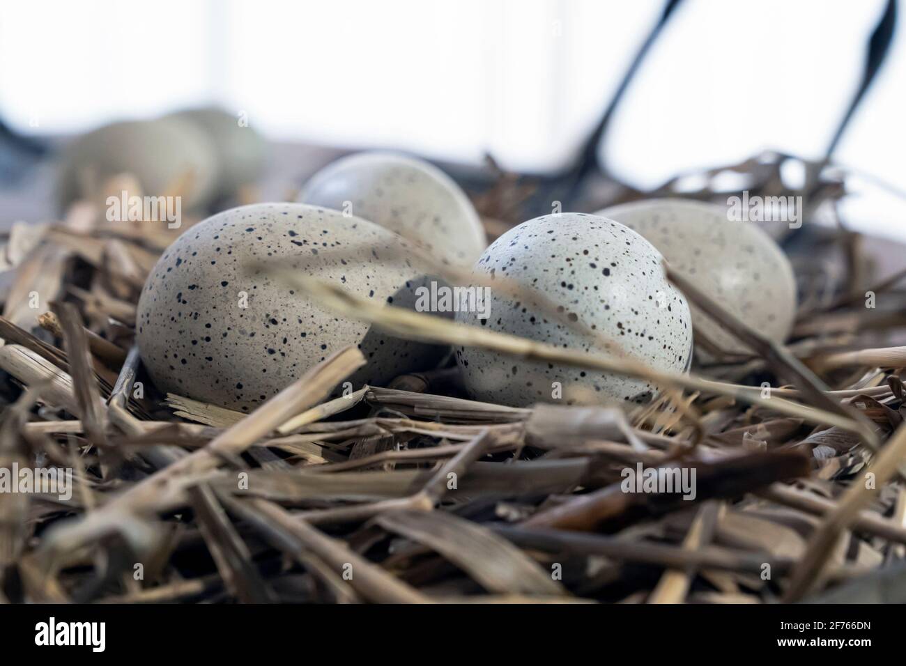 Eurasian coot nest and egg hi-res stock photography and images - Alamy