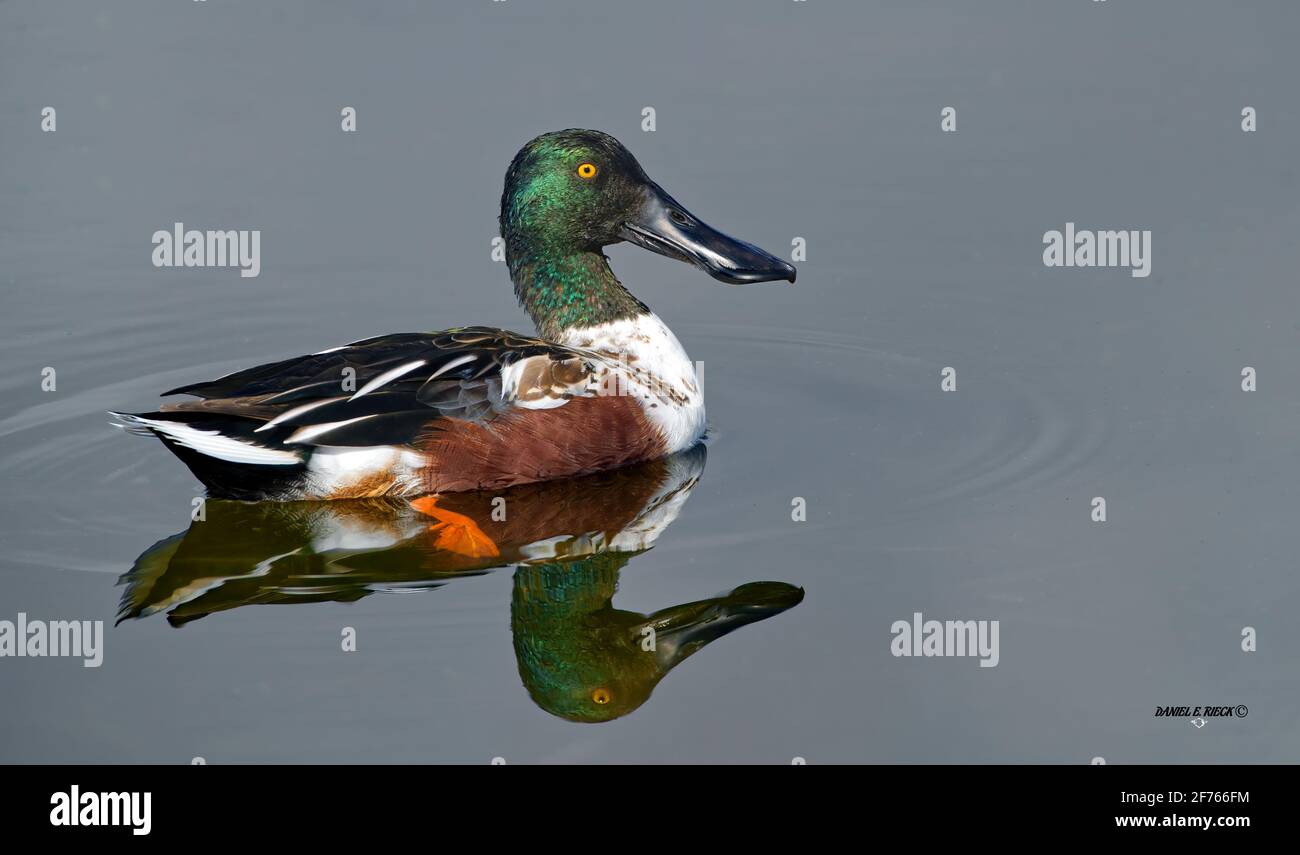 Spatula duck hi-res stock photography and images - Alamy