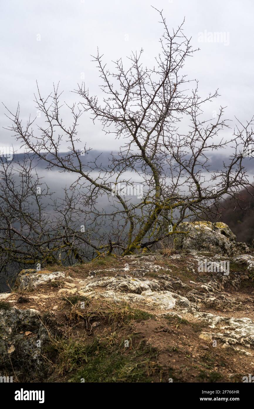 Lone small tree grow at the edge of cliff. Force of life. Strong plant ...