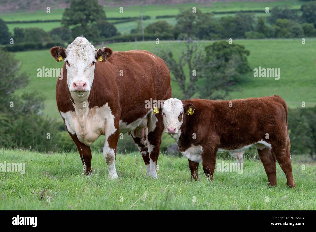White headed breed of cow hi-res stock photography and images - Alamy