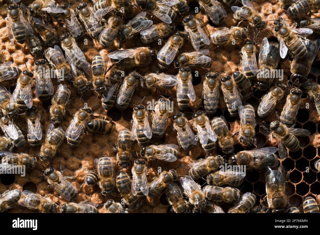 Worker western honey bee hi-res stock photography and images - Alamy