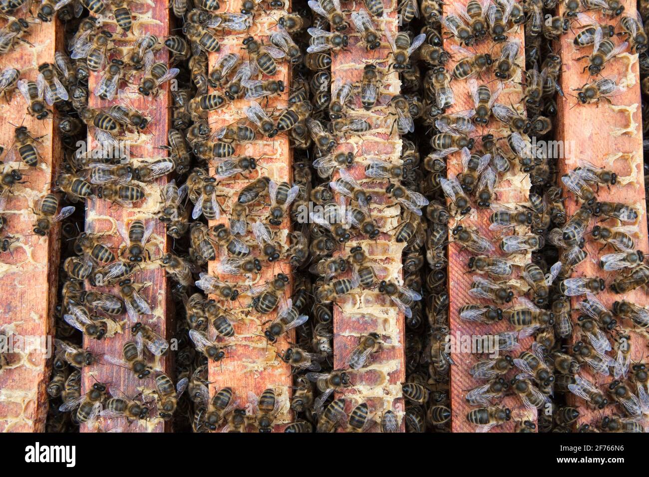 Honey bees (Apis mellifera) on frame in hive, UK Stock Photo - Alamy