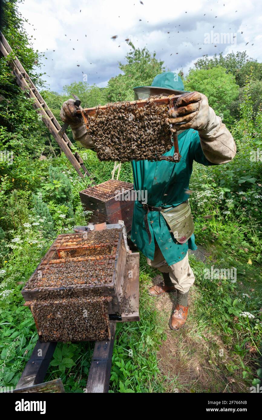 Beekeeper at hives, UK Stock Photo - Alamy