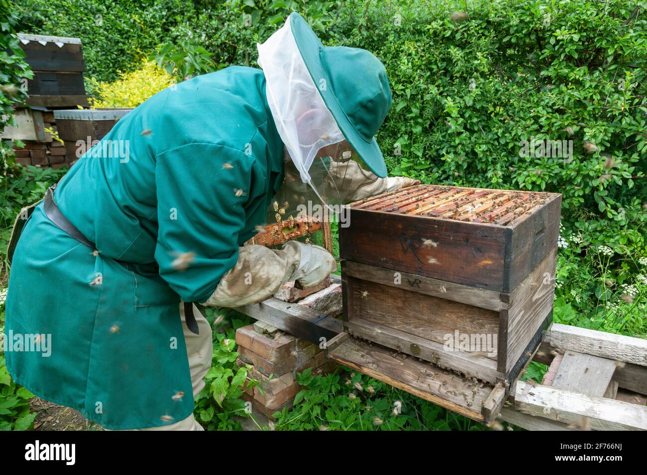 Beekeeper at hives, UK Stock Photo - Alamy
