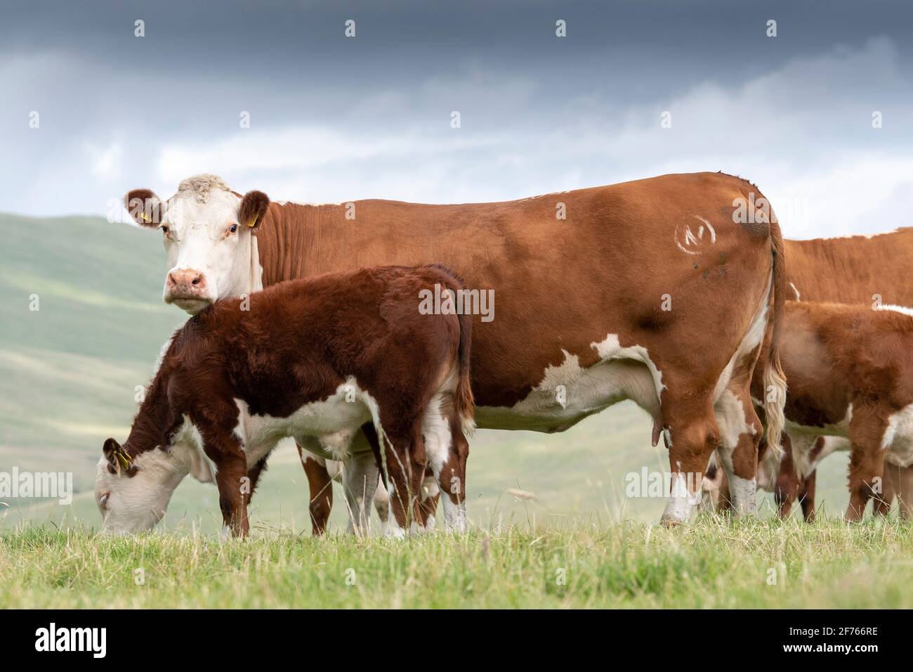 White headed breed of cow hi-res stock photography and images - Alamy