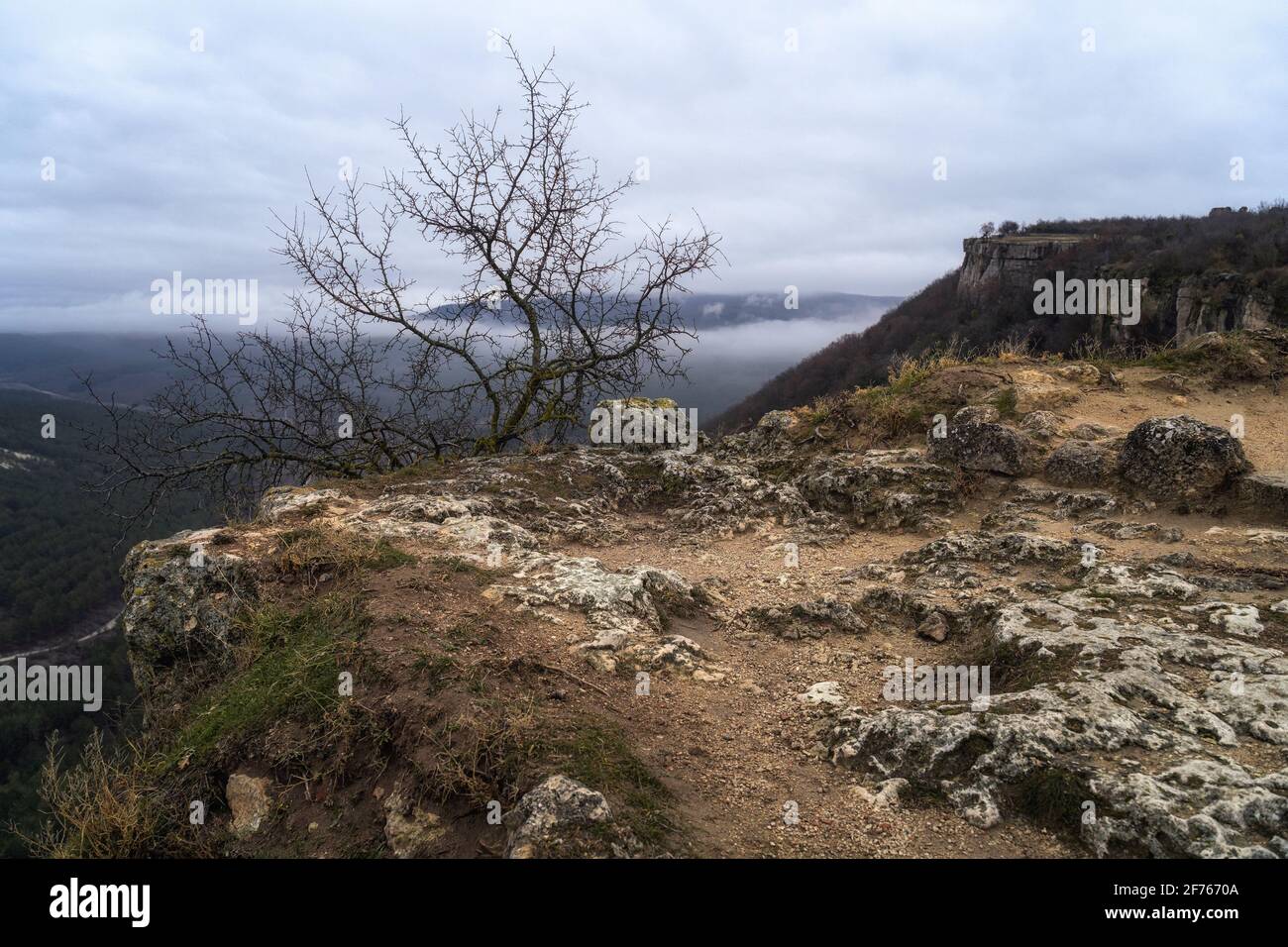 Lone small tree grow at the edge of cliff. Force of life. Strong plant ...