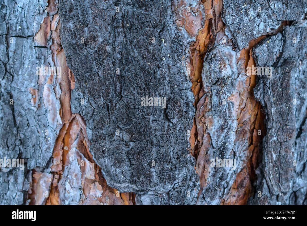 Middle brown leather texture hi-res stock photography and images - Alamy