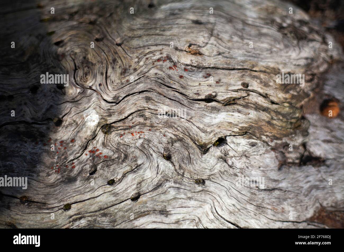 Dry surface of relict wood. Macro shot of a withered trunk. Cracks in ...