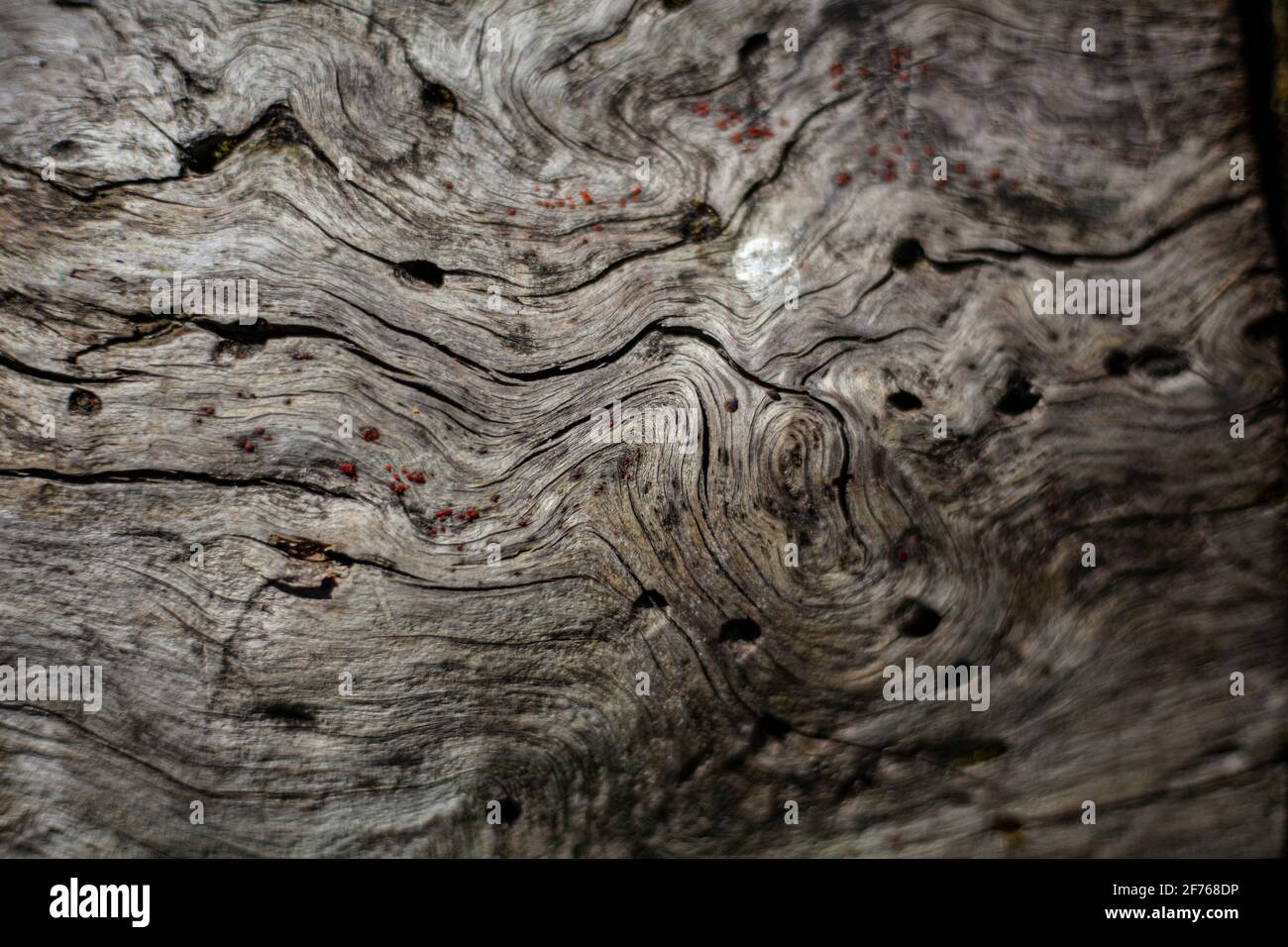 Dry surface of relict wood. Macro shot of a withered trunk. Cracks in ...