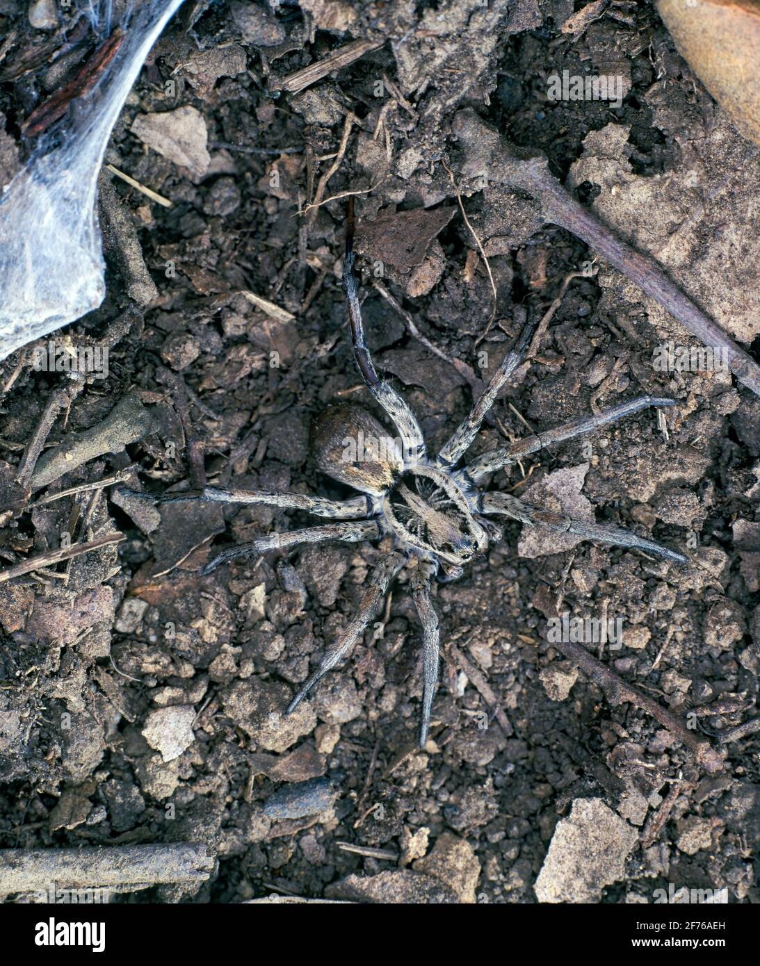 Lycosa Tarantula High Resolution Stock Photography and Images - Alamy