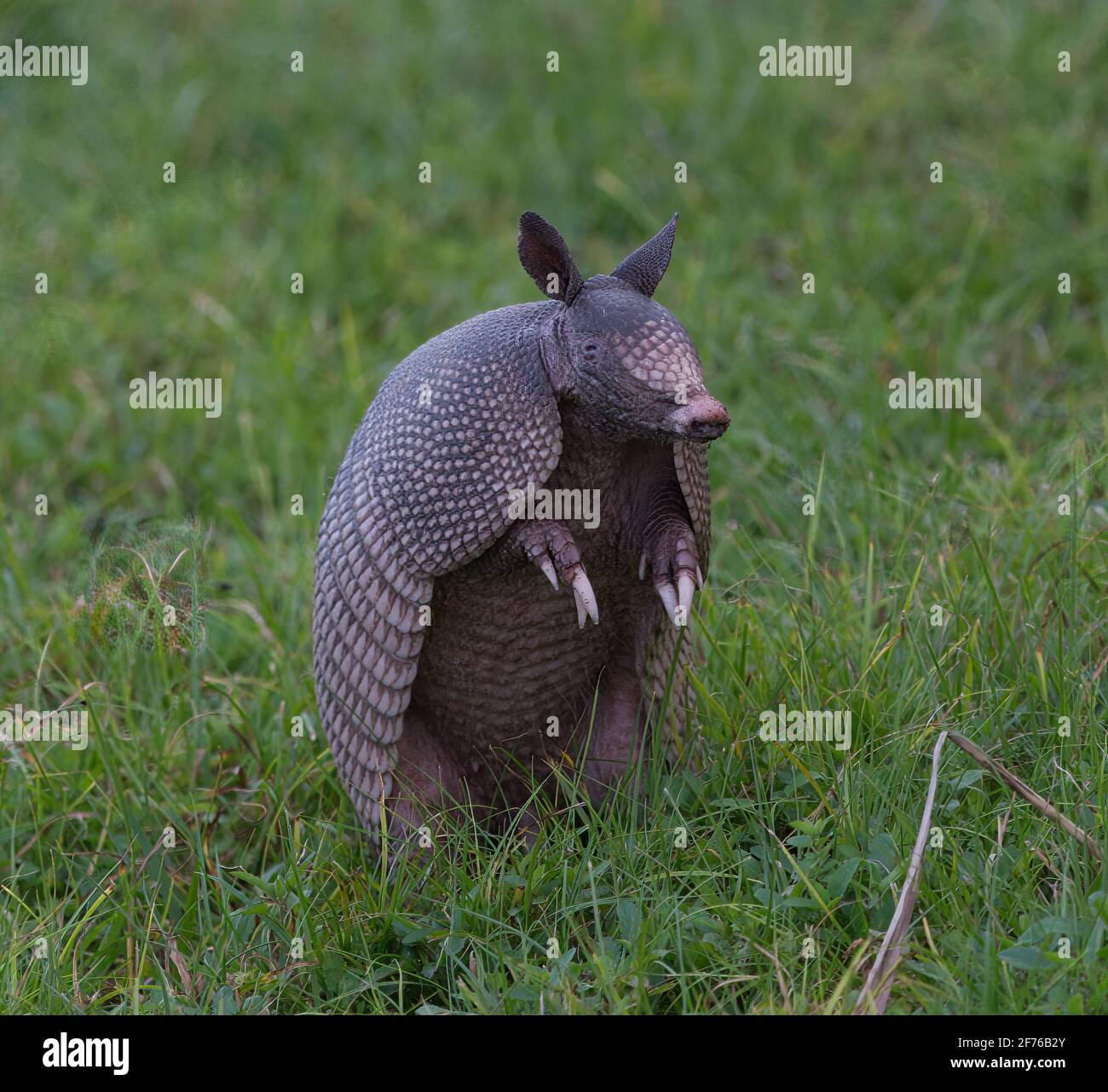 Armadillo Face Close Up