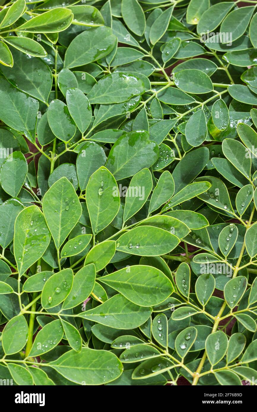 Fresh moringa leaves - Moringa oleifera. Top view Stock Photo - Alamy