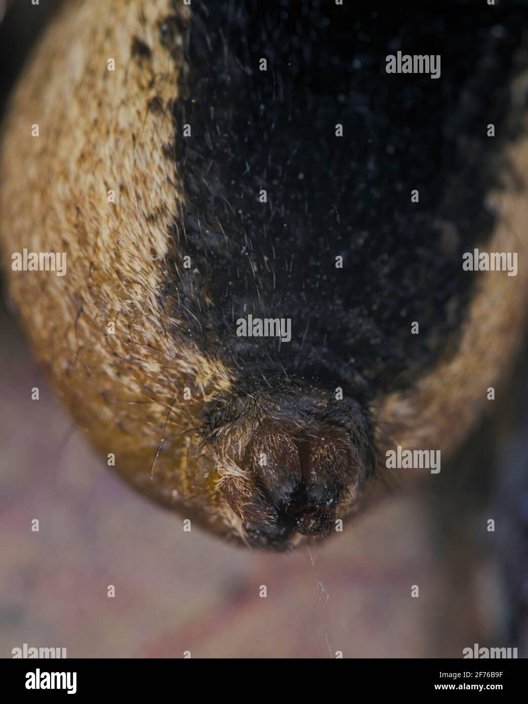 Spider Spinnerets High Resolution Stock Photography and Images - Alamy