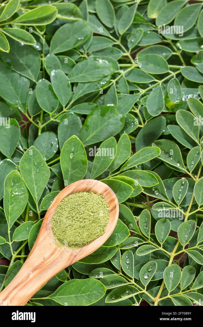 Fresh leaves and moringa powder - Moringa oleifera. Top view Stock ...