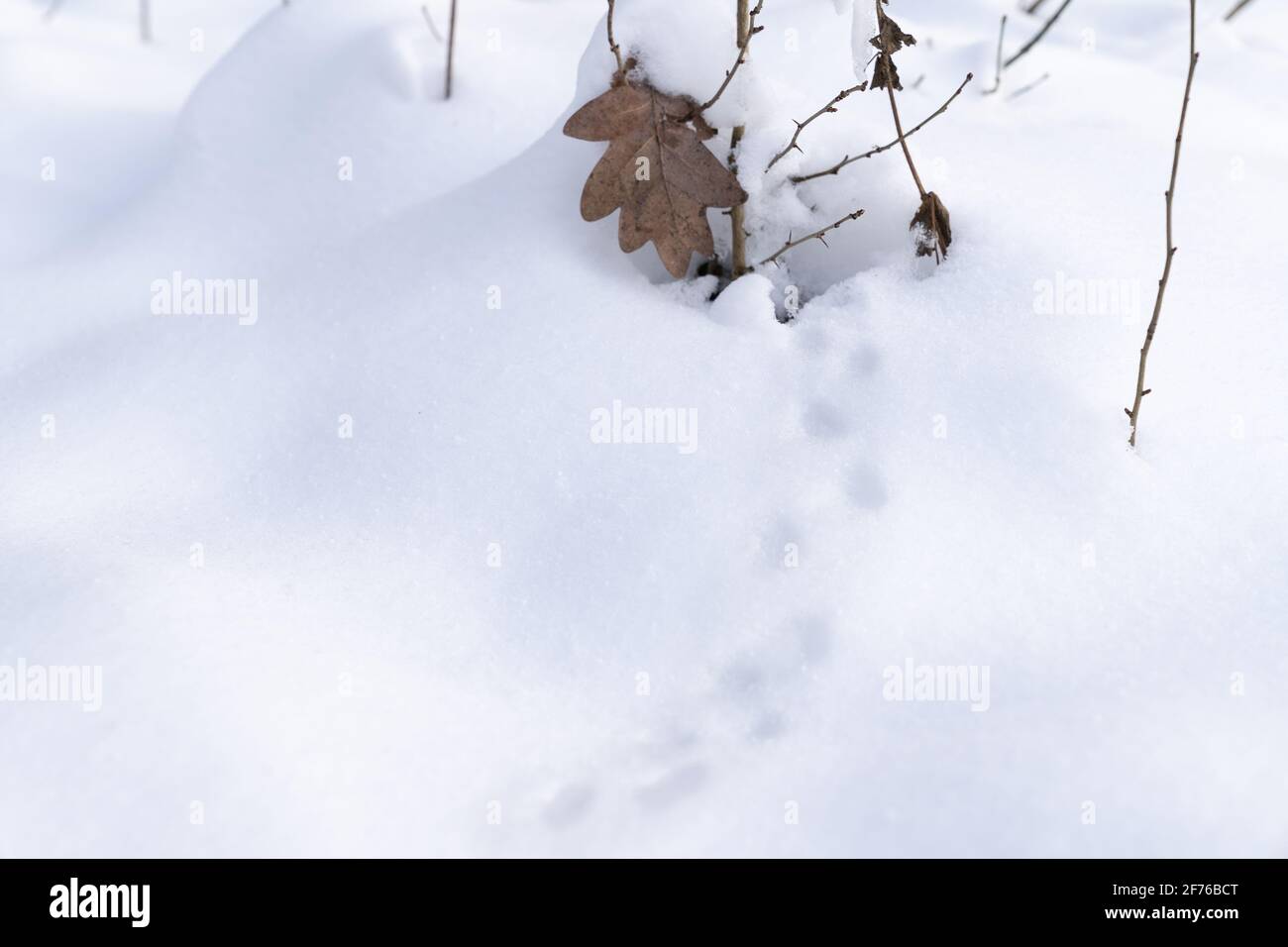 Small footprints of a mouse in the snow leading to a mousehole ...