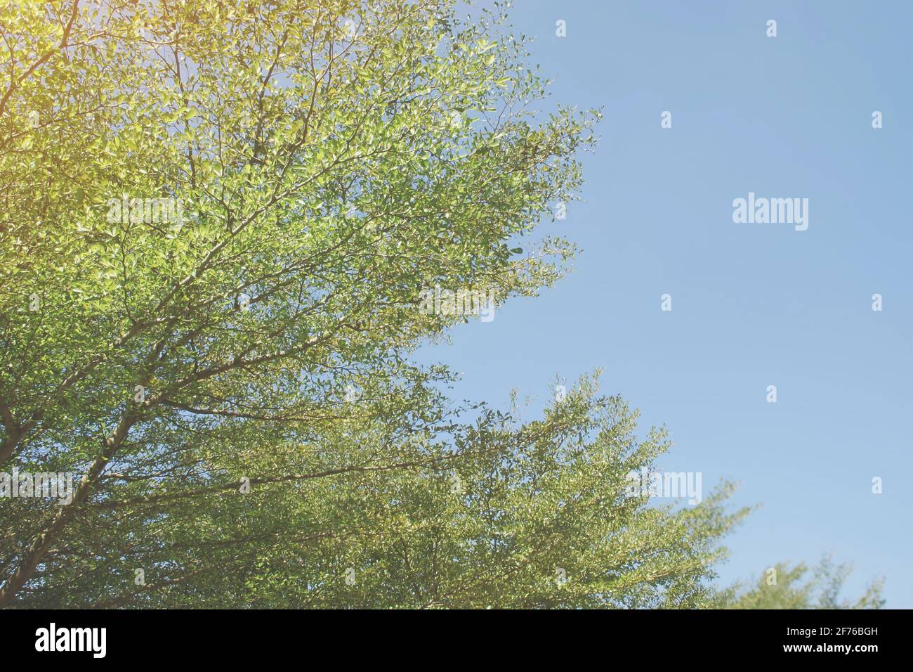 Terminalia ivorensis Tree Branches with Fine Green Leaves on Blue Sky ...