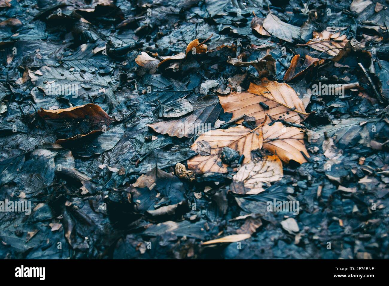 dry leaf fallen from a tree in autumn surrounded on the ground by ...