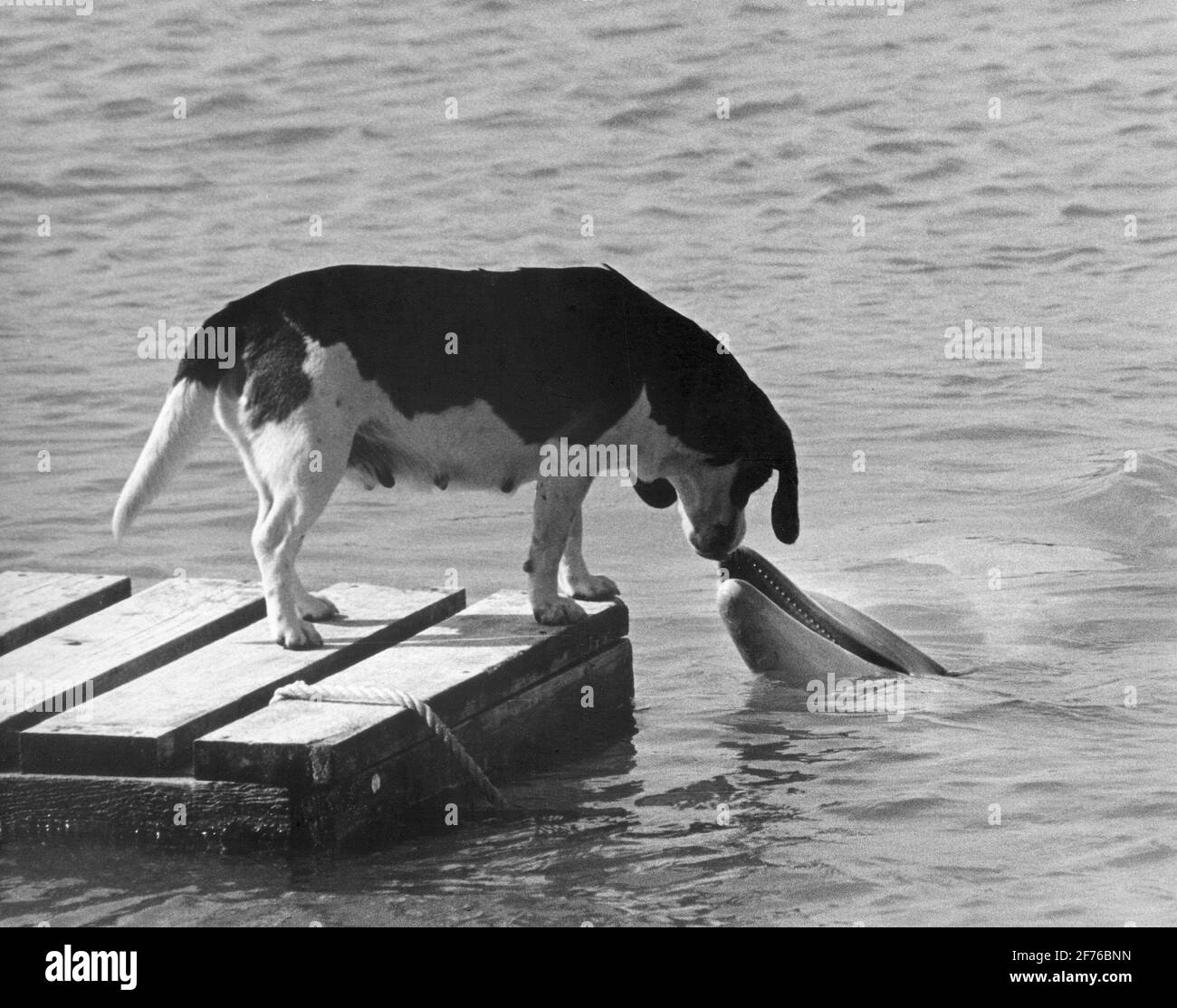 Friendly dolphin and a dog hi-res stock photography and images - Alamy