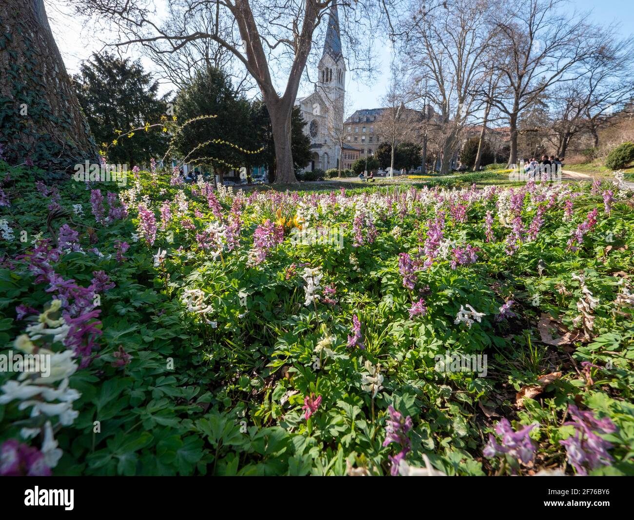 Flowers in a Park in Bern, Switzerland Stock Photo - Alamy