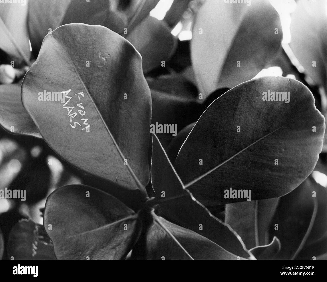 Public garden s Black and White Stock Photos & Images - Alamy