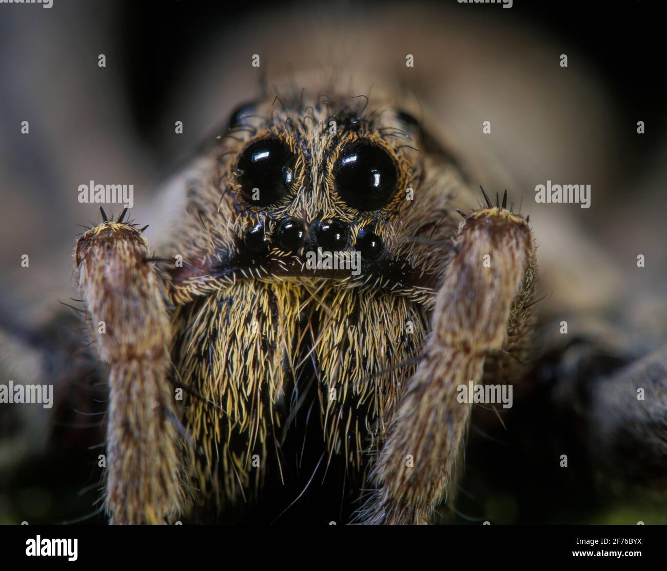 Wolf Spider Eyes High Resolution Stock Photography and Images - Alamy