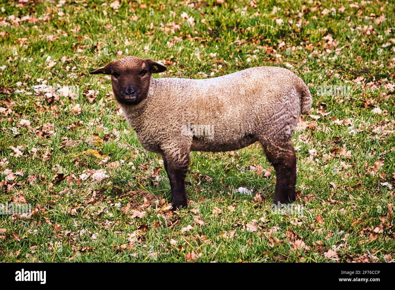 little brown lamb in a meadow Stock Photo - Alamy
