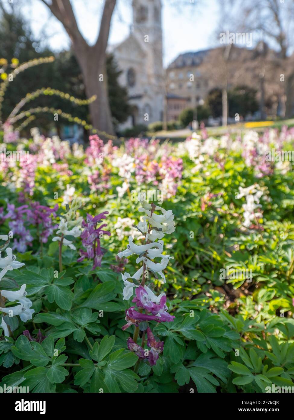 Flowers in a Park in Bern, Switzerland Stock Photo - Alamy
