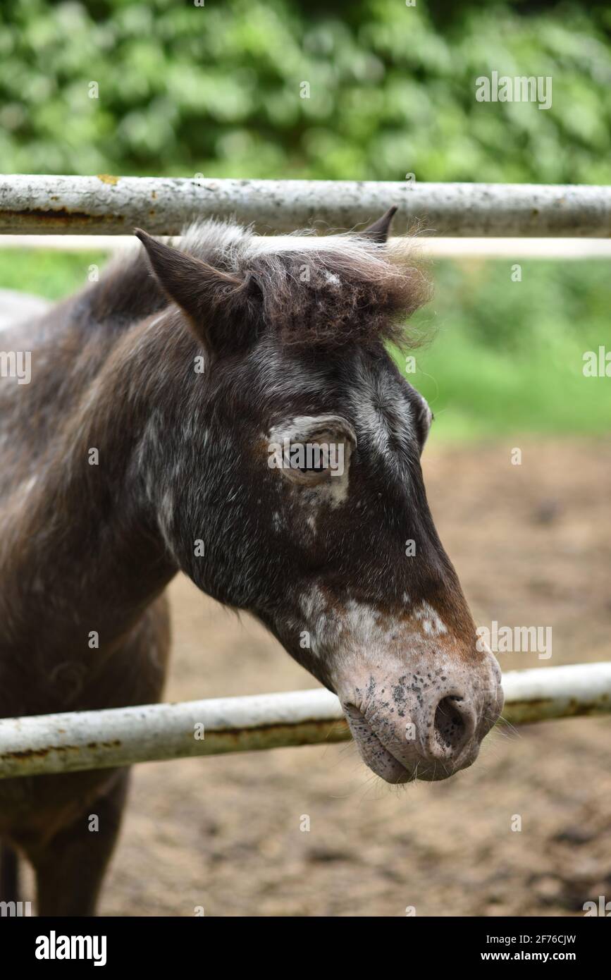 Stubborn donkey hi-res stock photography and images - Alamy