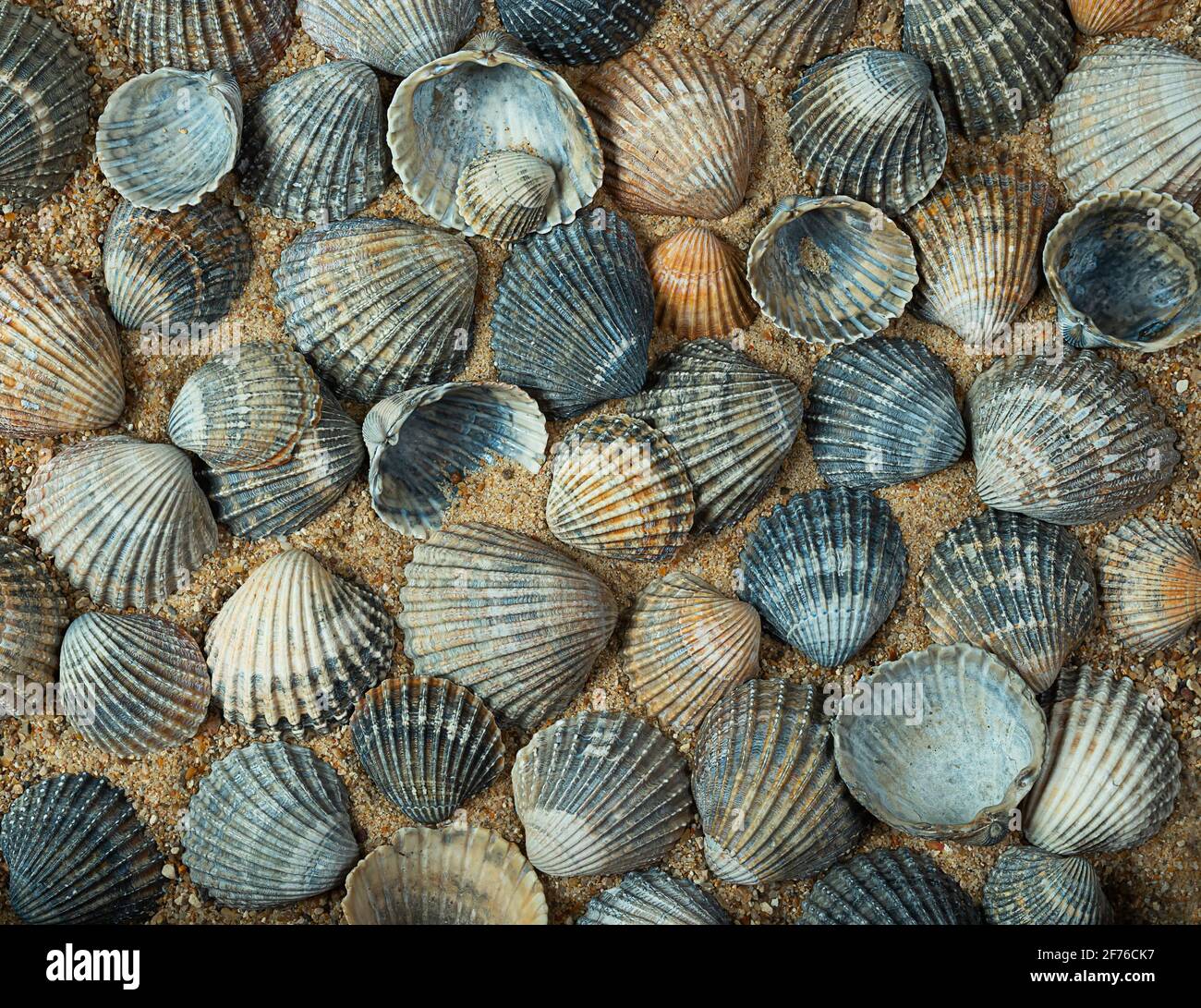 Underwater beach shells hi-res stock photography and images - Alamy