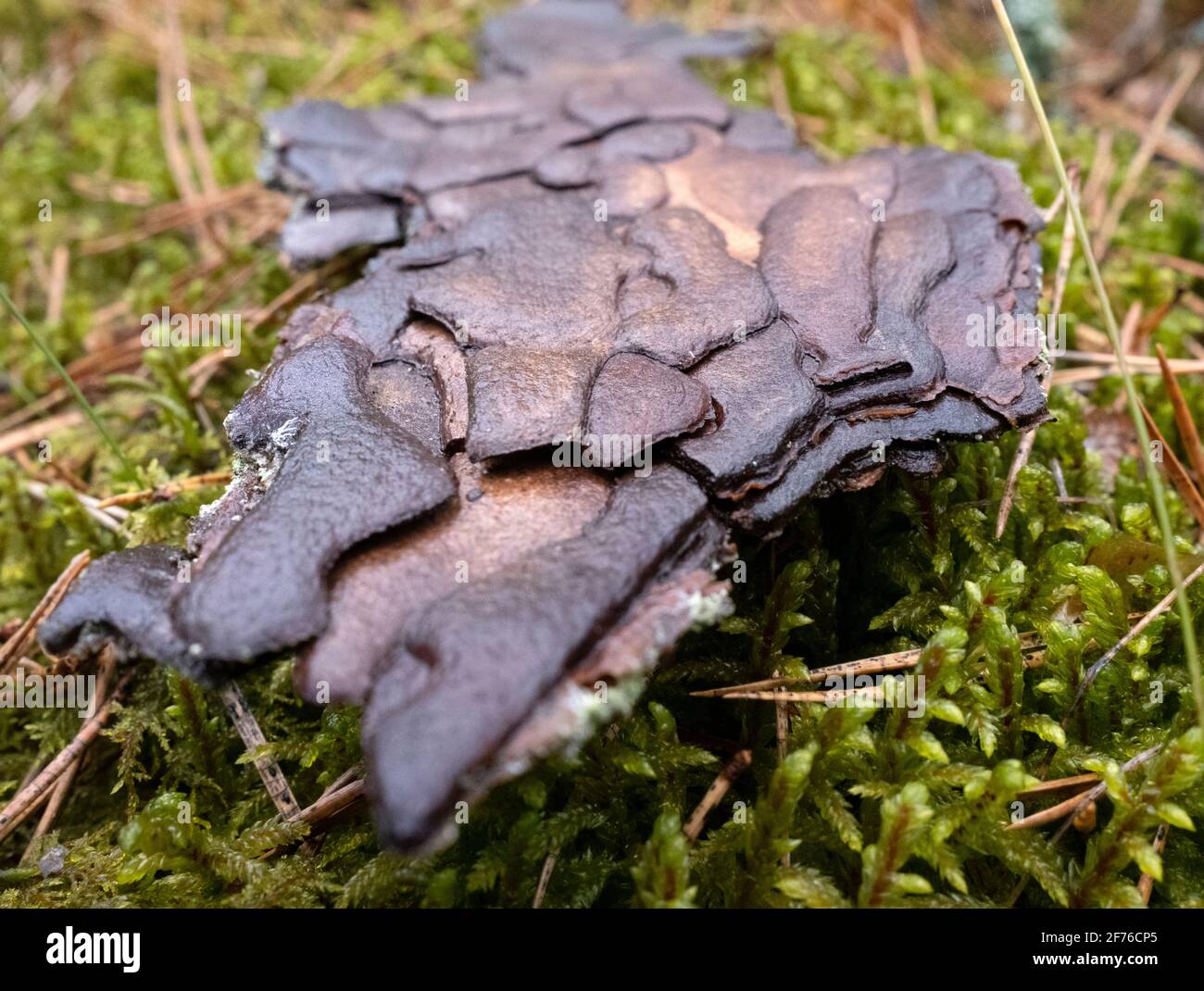 Outer layers of a pine tree hi-res stock photography and images - Alamy