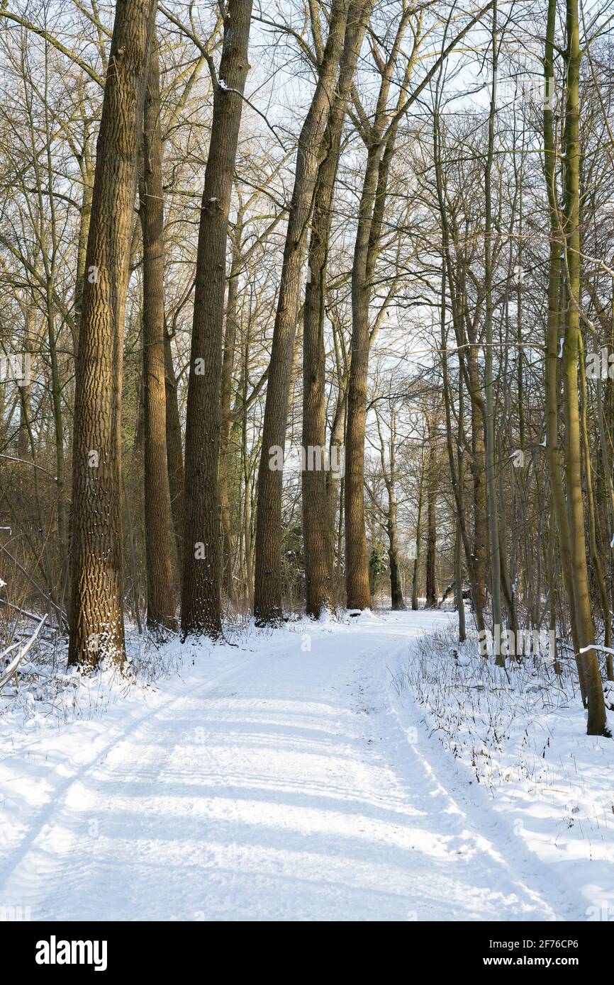 A snowy path with tire tracks and footsteps leading between trees in ...