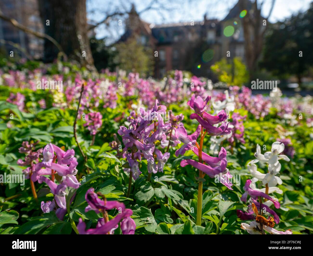 Park in the City of Bern during spring Stock Photo - Alamy