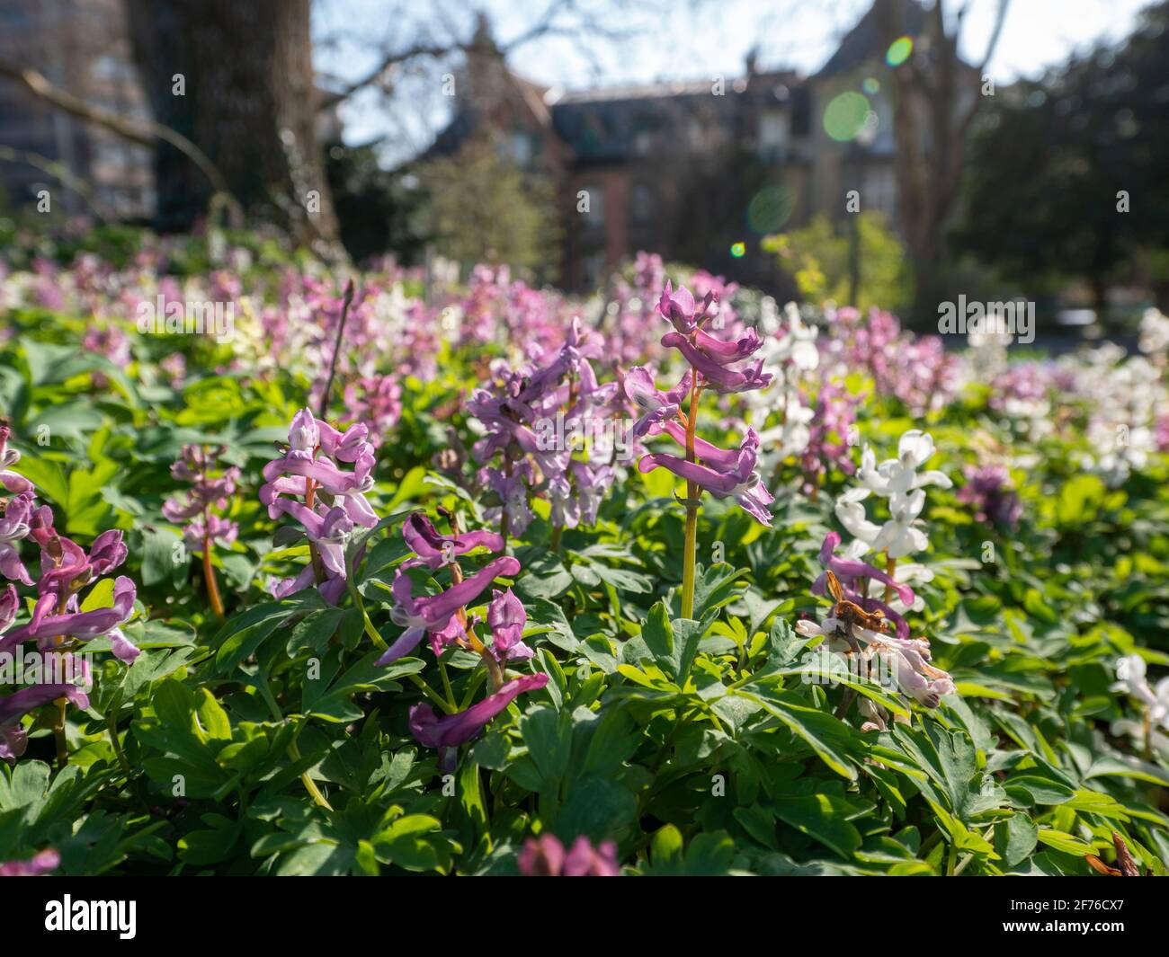 Park in the City of Bern during spring Stock Photo - Alamy