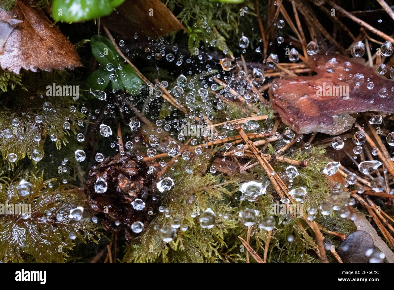 Spider web with dew drops on moss hi-res stock photography and images ...