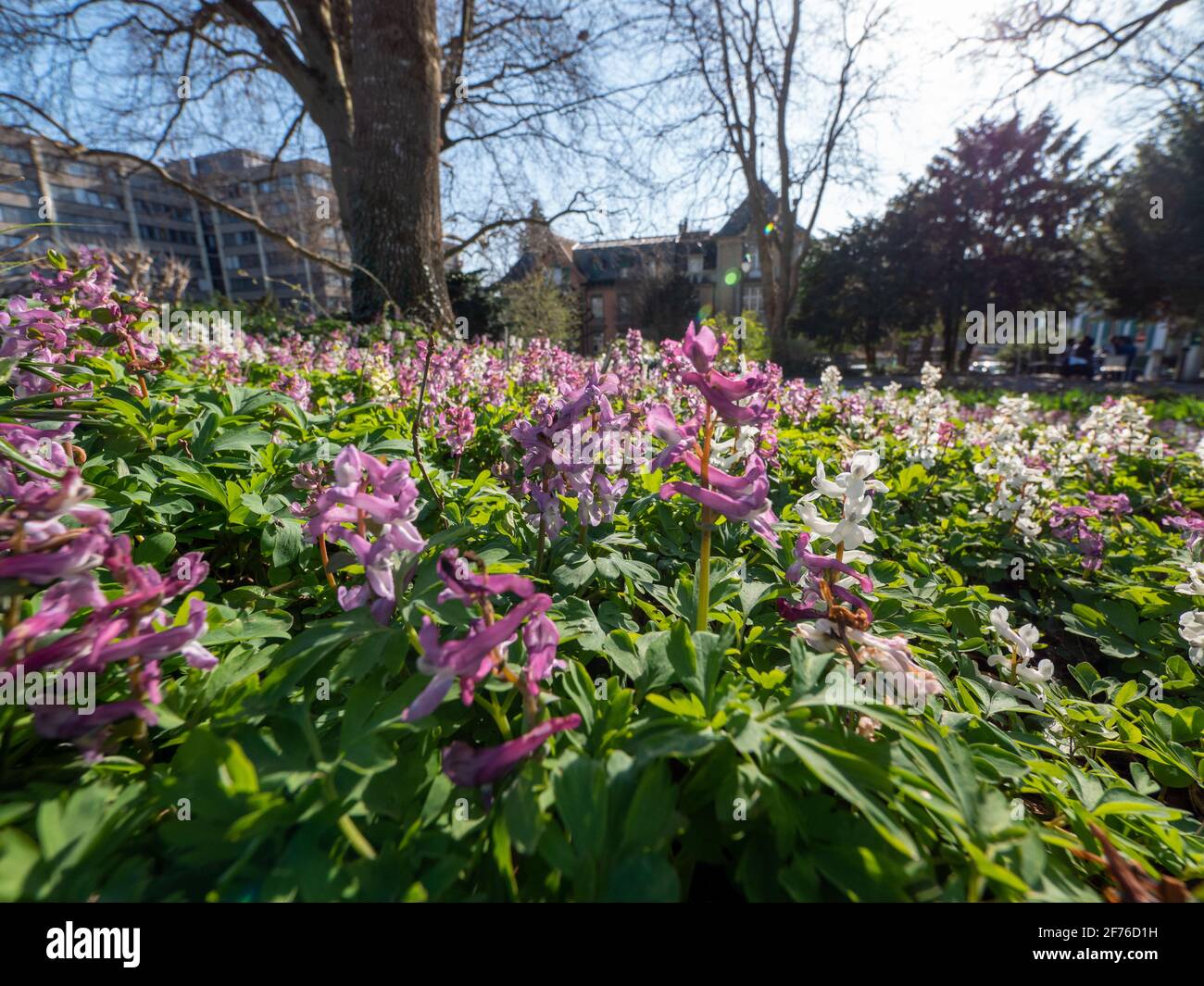 Park in the City of Bern during spring Stock Photo - Alamy