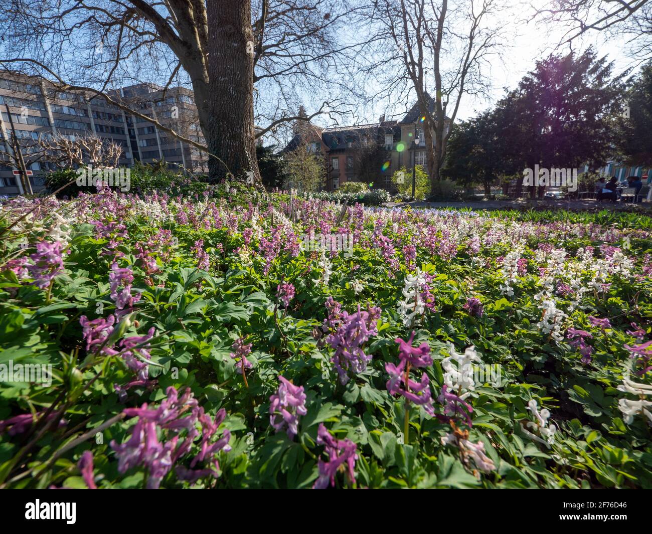 Park in the City of Bern during spring Stock Photo - Alamy