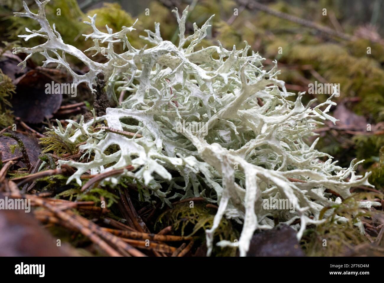 Cladonia rangiferina, also known as reindeer lichen in closeup Stock ...