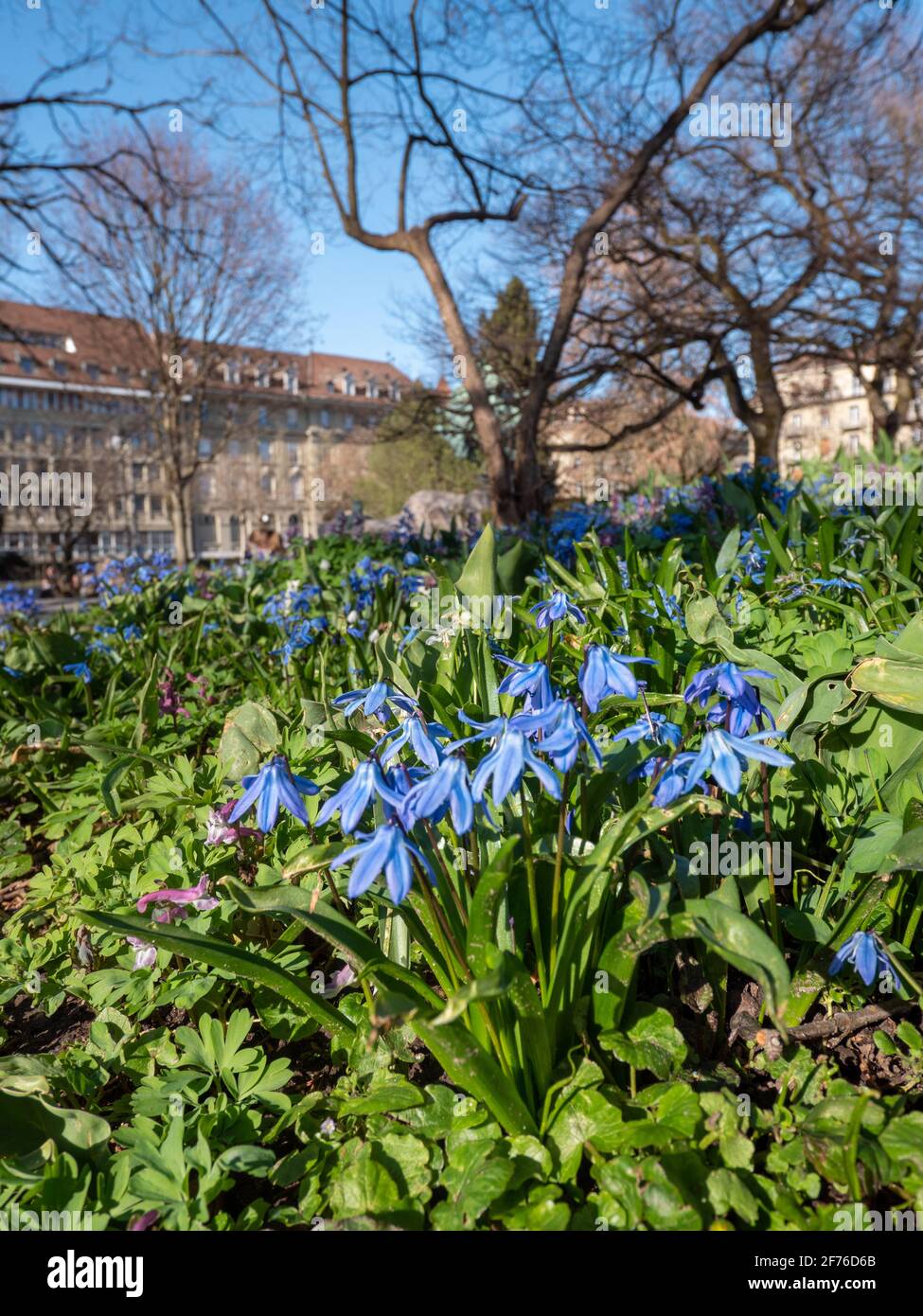 Park in the City of Bern during spring Stock Photo - Alamy