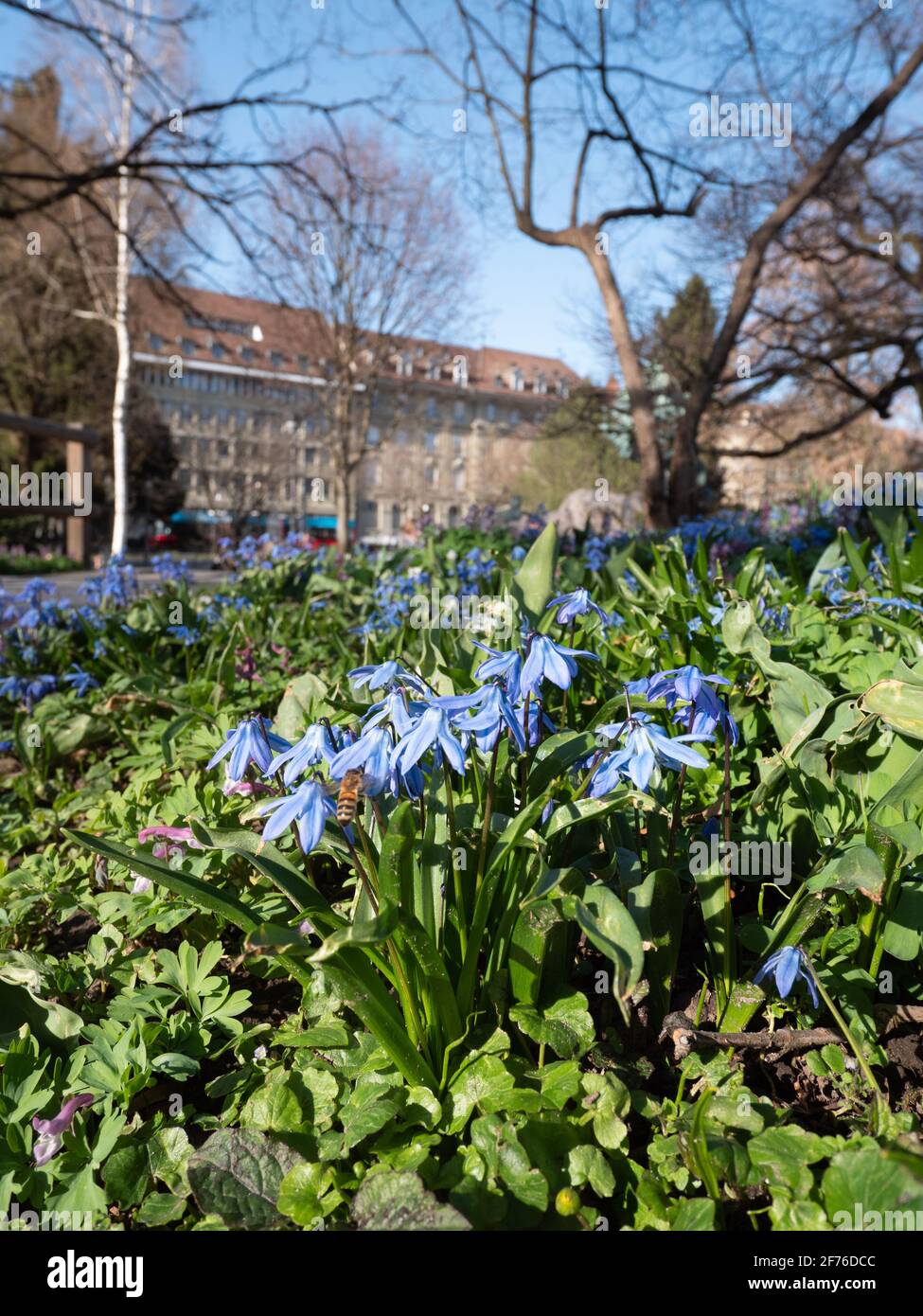 Park in the City of Bern during spring Stock Photo - Alamy