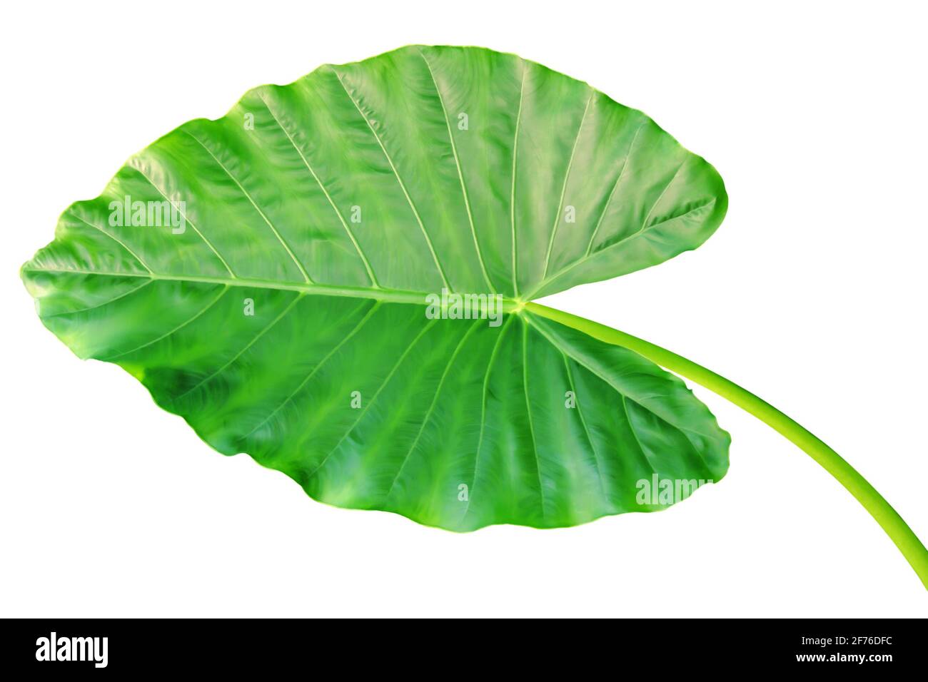 Large Green Leaf of Elephant Ear Plant Isolated on White Background ...