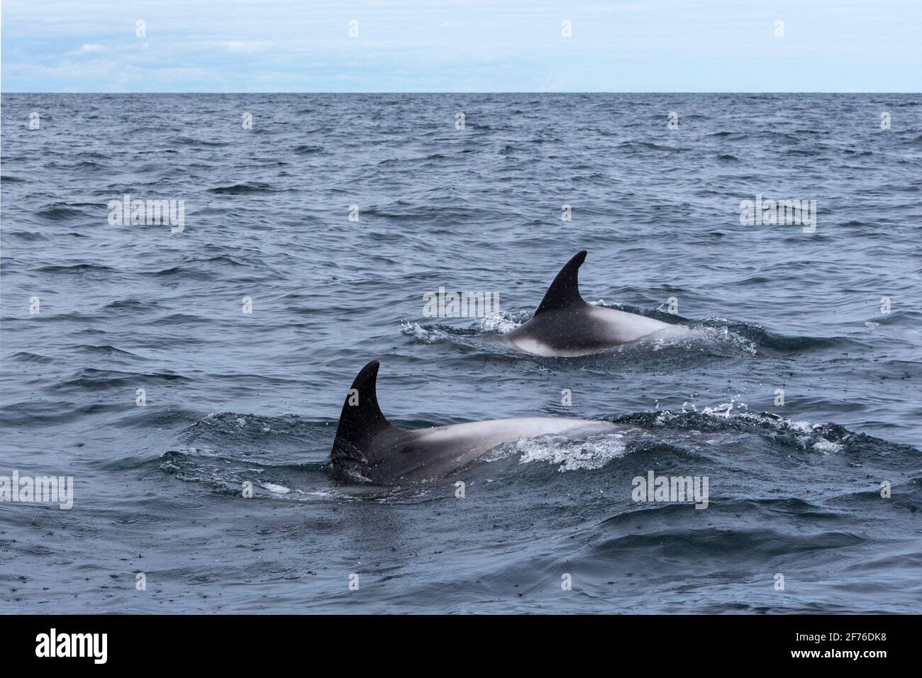 White beaked dolphins hi-res stock photography and images - Alamy