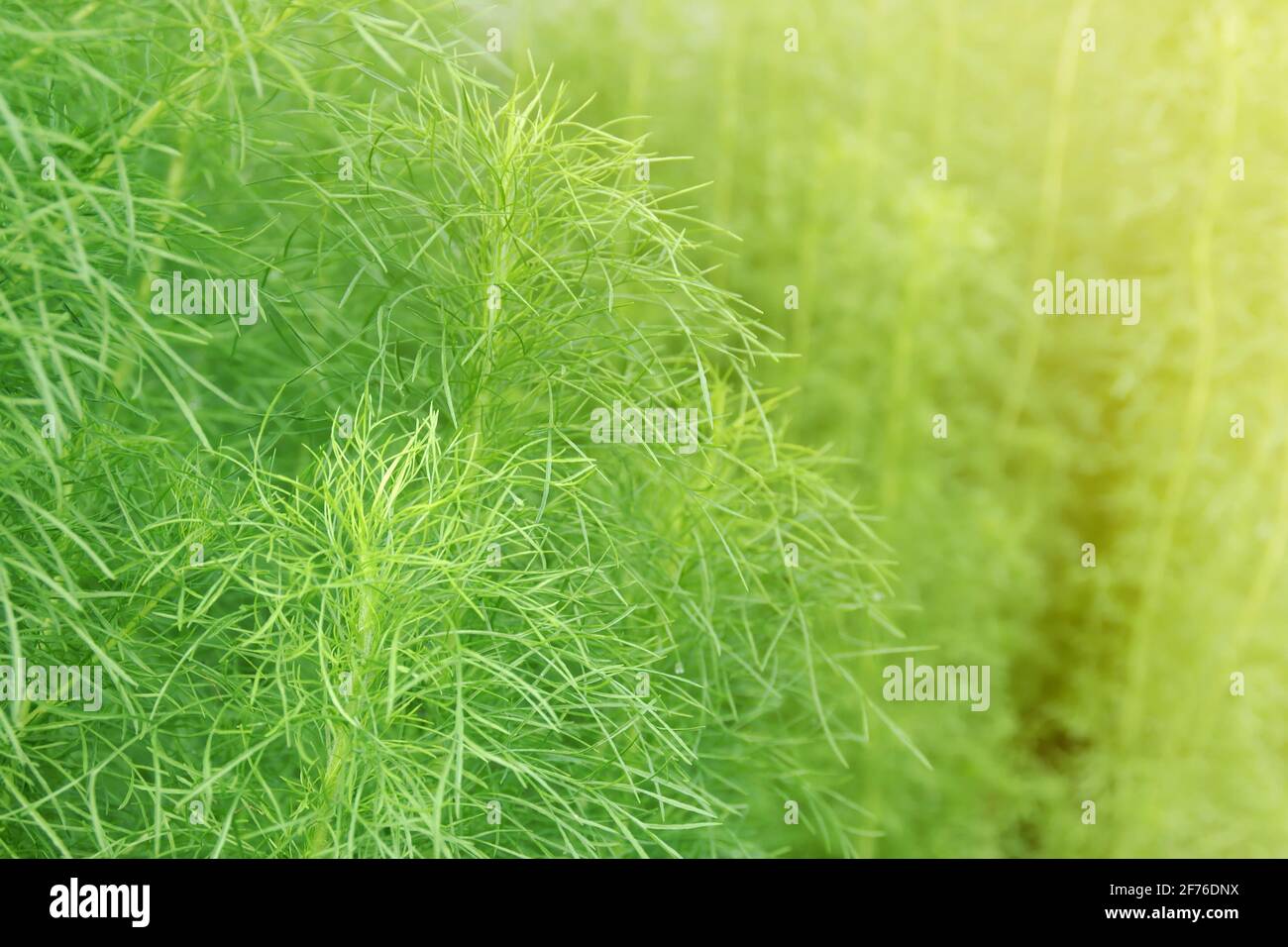Fuzzy Green Leaves Plants as Natural Pattern Background Stock Photo - Alamy