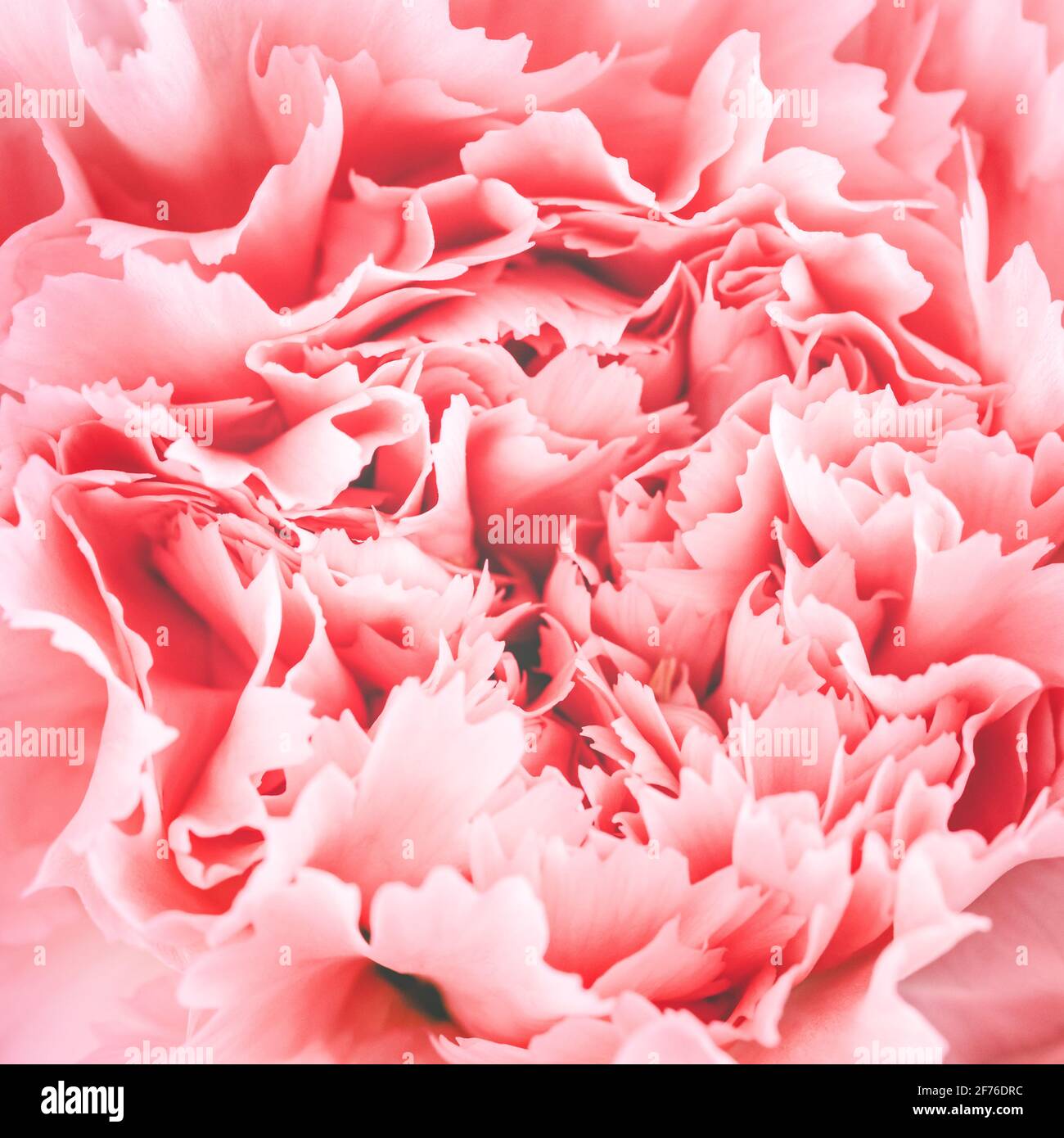 Carnation texture hi-res stock photography and images - Alamy