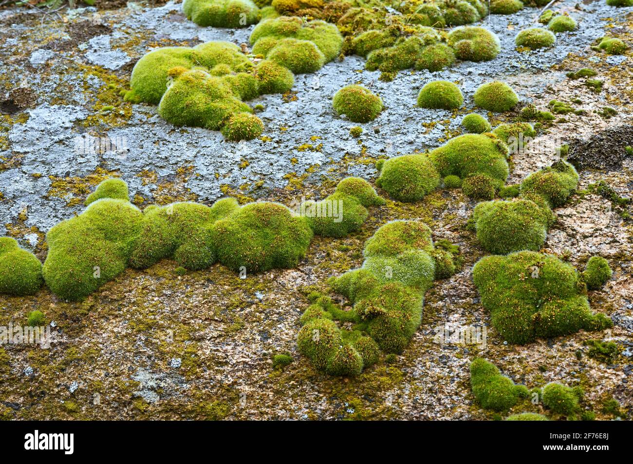 Multi Colored Stone Blocks With Green Moss Stock Photo - Alamy