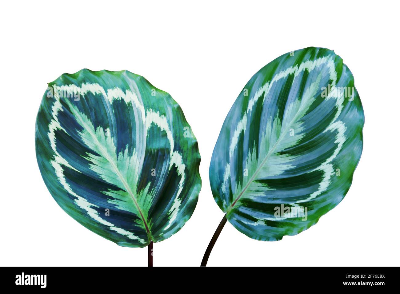 Ornamental Foliage Leaves of Tropical Calathea Plant Isolated on White ...